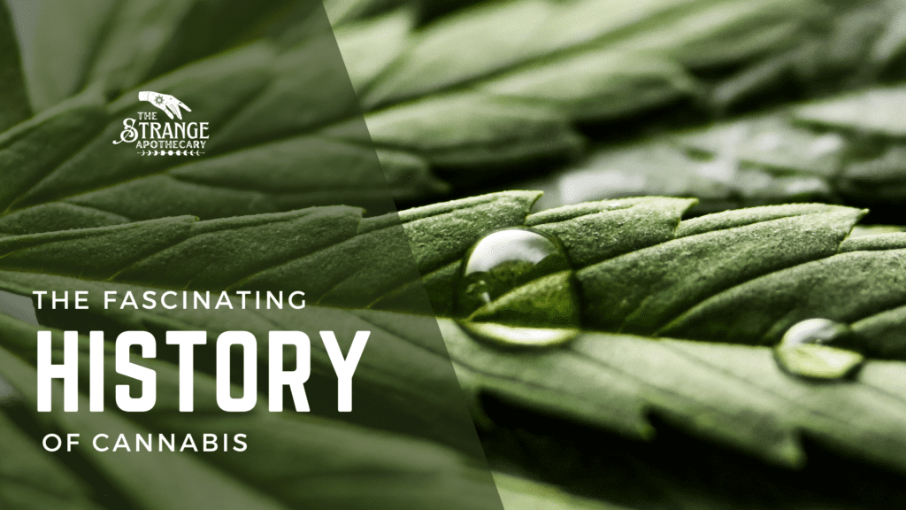 The Fascinating History of Cannabis - The Strange Apothecary